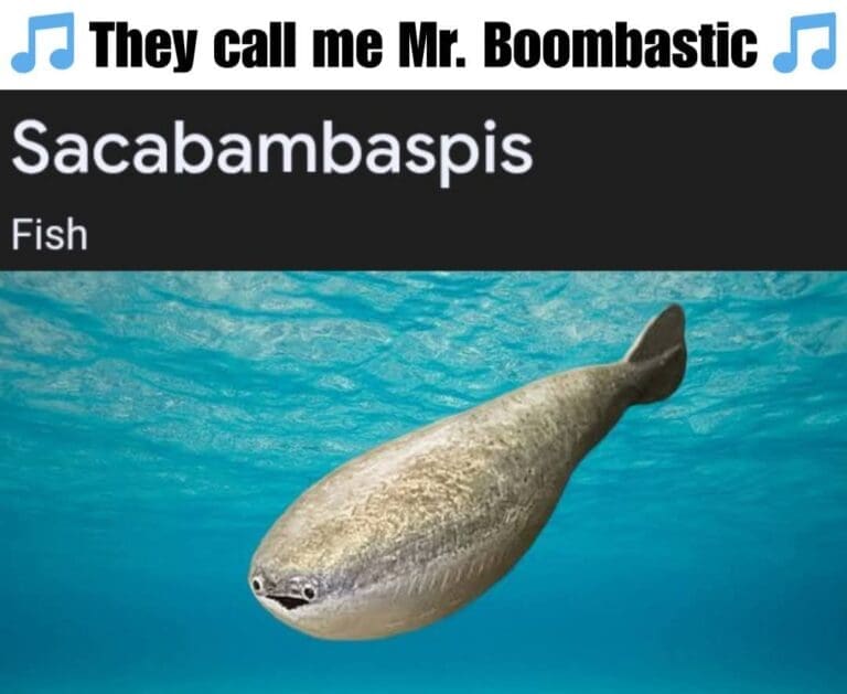 34 Ocean Memes for Beach Bums and Deep Divers