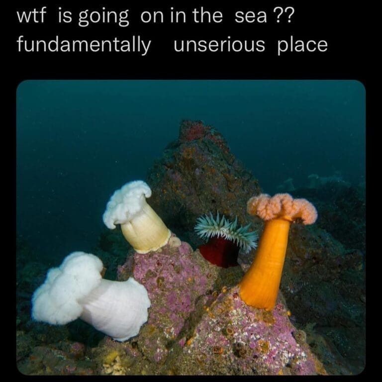 34 Ocean Memes for Beach Bums and Deep Divers