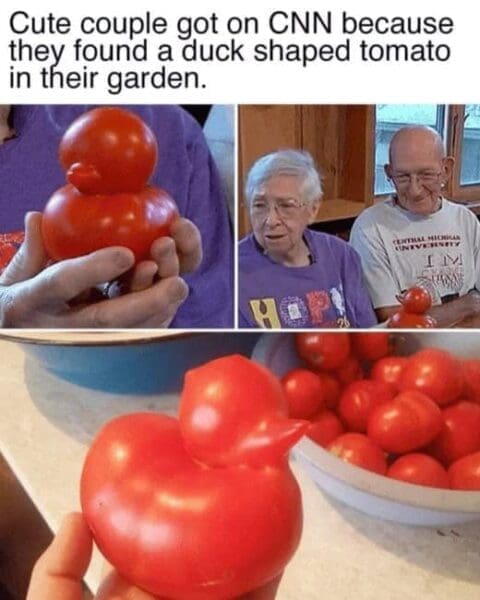 30 Ketchup With Some Hilarious Tomato Memes