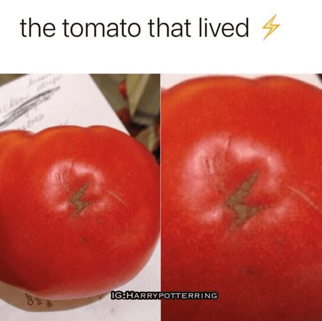tomato memes-3-7-3-2025 - Thunder Dungeon | The Funniest Memes. Period.