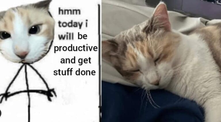 35 Sleepy Memes for People Who Treat Naps Like Appointments