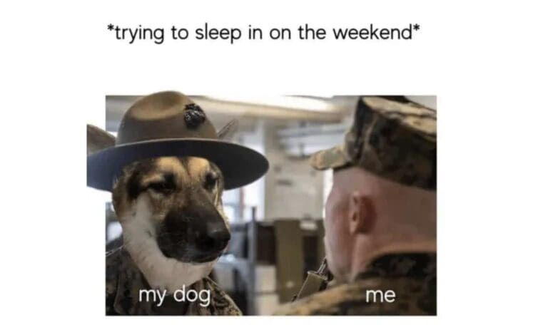 35 Sleepy Memes for People Who Treat Naps Like Appointments
