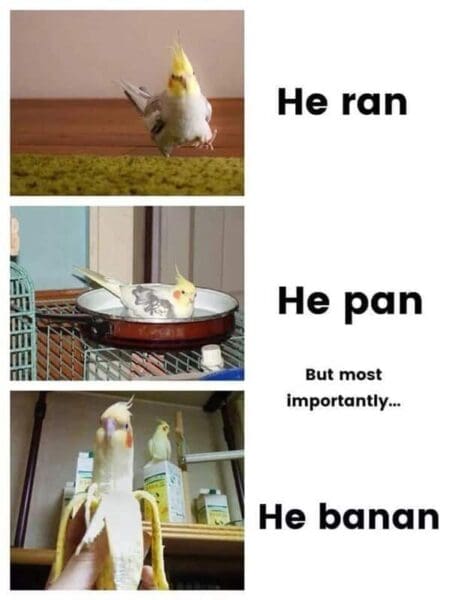 30 Bird Memes With Maximum Birb Chaos