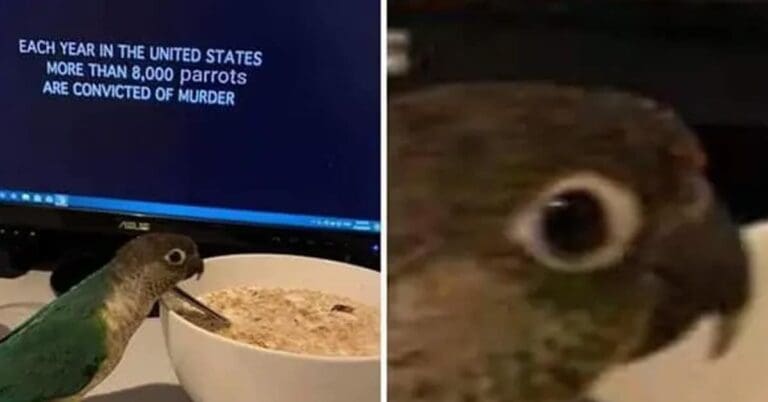 30 Bird Memes With Maximum Birb Chaos