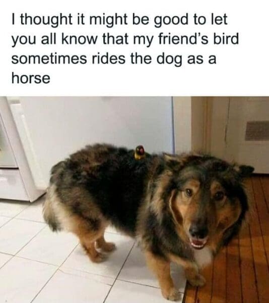 30 Bird Memes With Maximum Birb Chaos