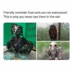 30 Bird Memes With Maximum Birb Chaos