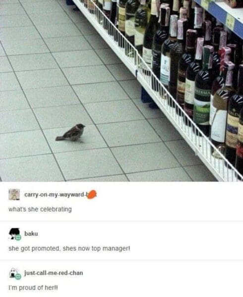30 Bird Memes With Maximum Birb Chaos
