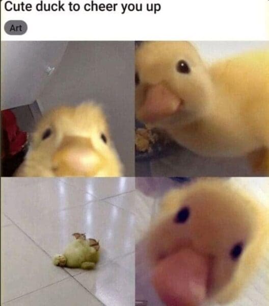 30 Bird Memes With Maximum Birb Chaos