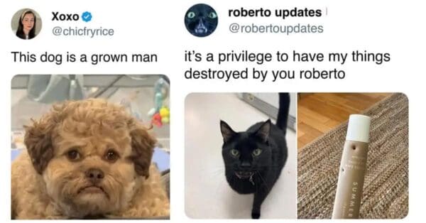 24 Funny Guy Memes Celebrating Dude Life