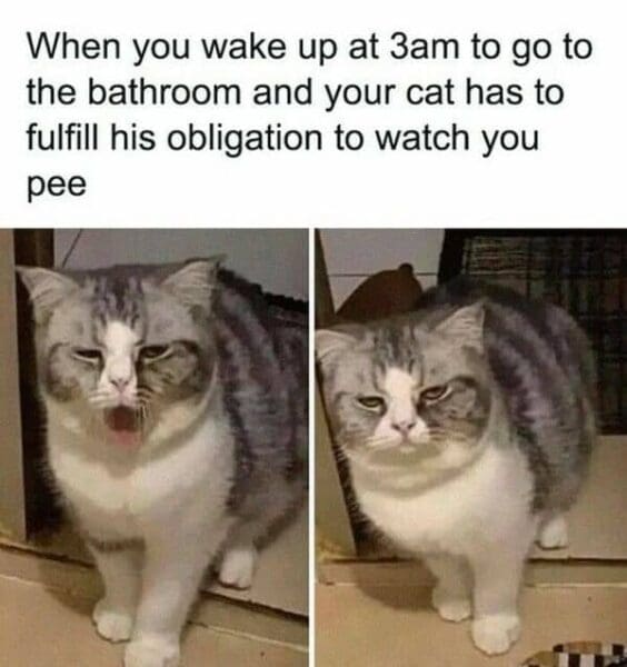 35 Cat Memes For People Owned By Cats