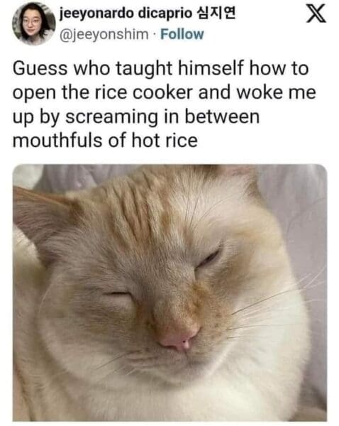 23 Funny Cat Memes That Understand Your Furbaby