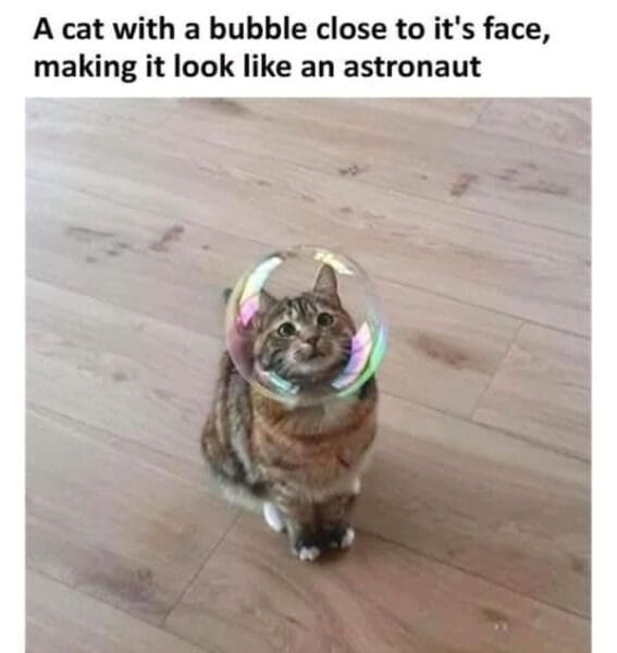 23 Funny Cat Memes That Understand Your Furbaby