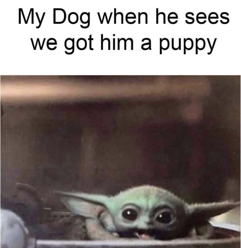 30 Mandalorian and Grogu Memes After the Teaser Drop