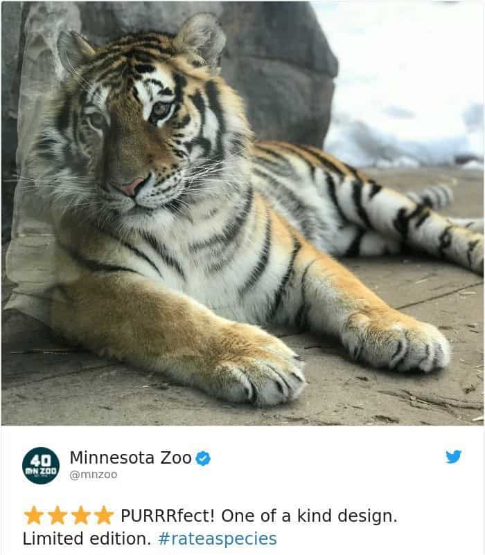 zoo animal ratings-2-9-12-2025 - Thunder Dungeon | The Funniest Memes ...