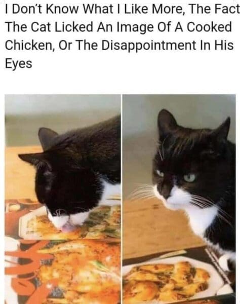 35 Animal Memes For Cozy Weekend Smiles