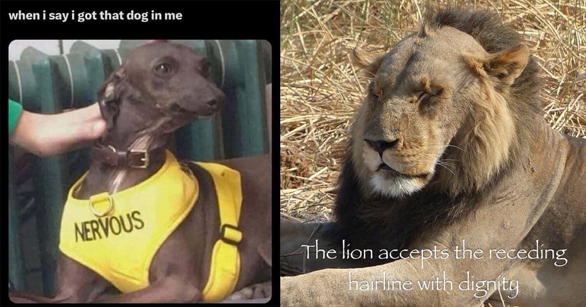 Language Memes: 40 Memes For The Multilinguals