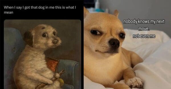 40 Dog Memes For Everyone With a Dog In Their Life
