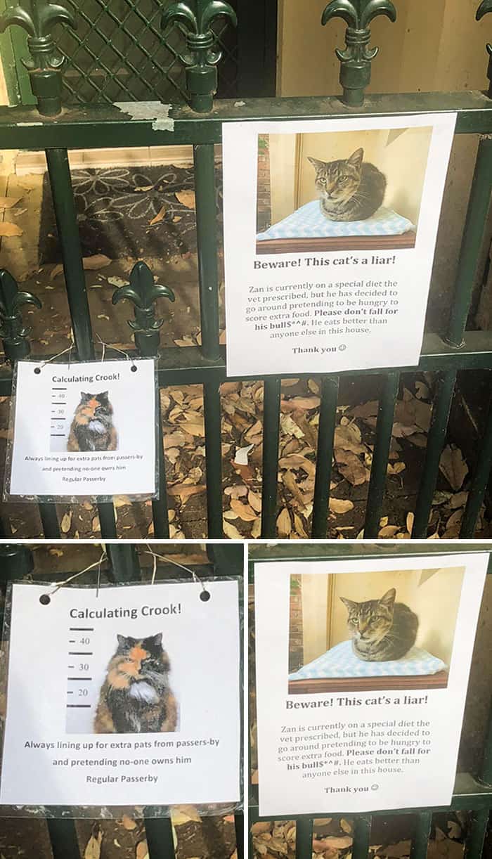 funny cat signs-14-20251002 - Thunder Dungeon | The Funniest Memes. Period.