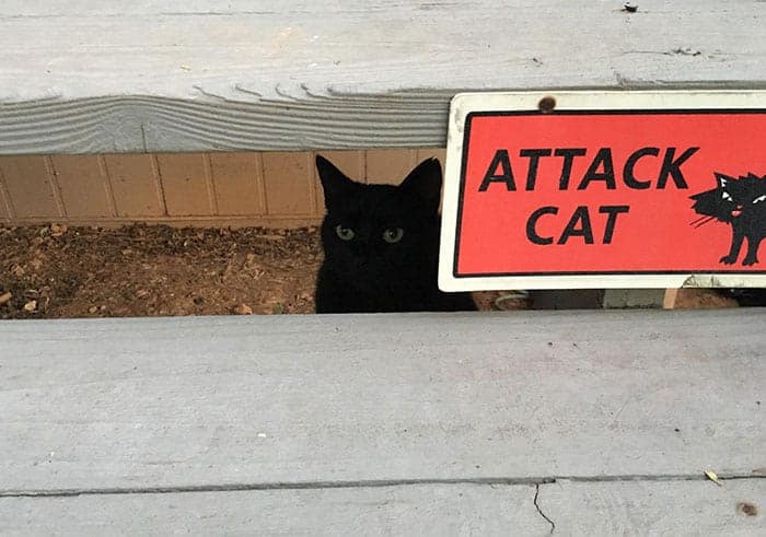 funny cat signs-19-20251002 - Thunder Dungeon | The Funniest Memes. Period.