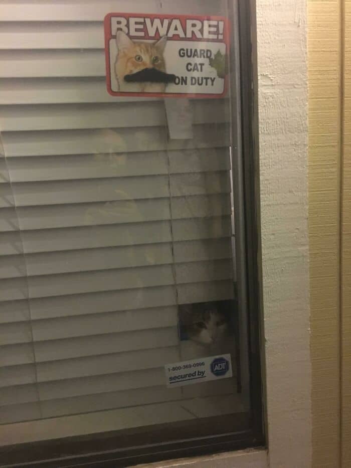 funny cat signs-22-20251002 - Thunder Dungeon | The Funniest Memes. Period.