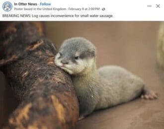 30 Otter Memes That Are Cute, Silly, And So Relatable