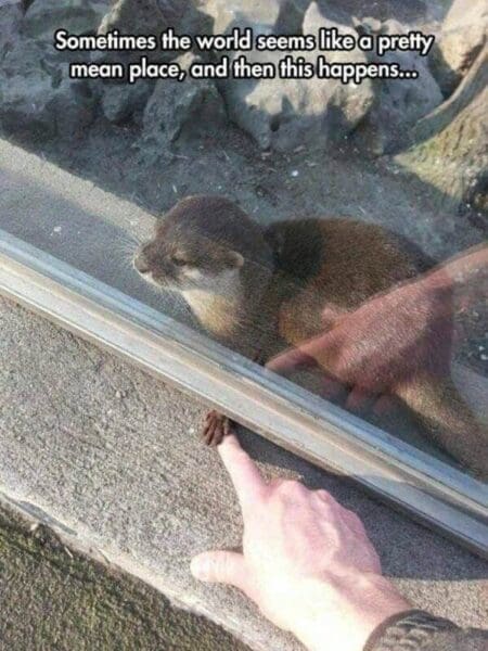 30 Otter Memes That Are Cute, Silly, And So Relatable