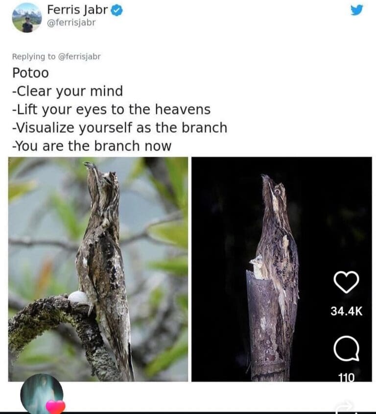 43 Bird Memes That Chirp At Your Inner Goblin