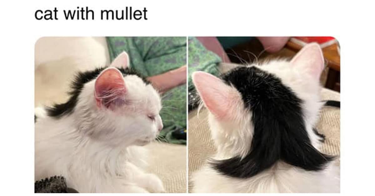 30 Cat Memes For Paw-Sized Chaos