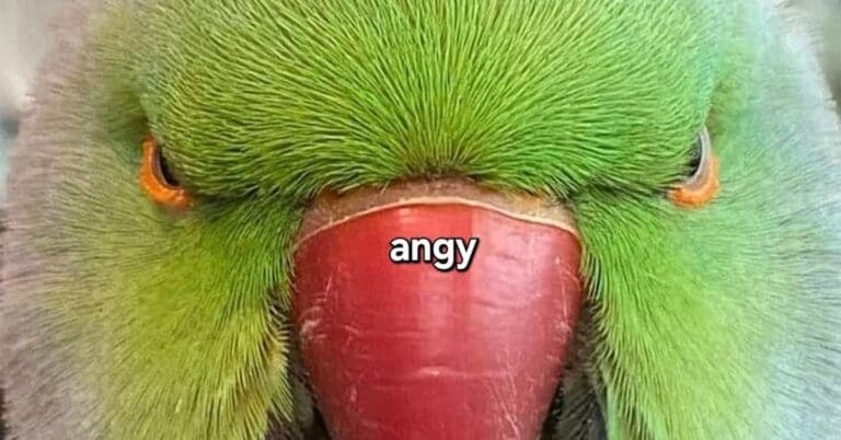 34 Funny Bird Memes To Perch In Your Camera Roll