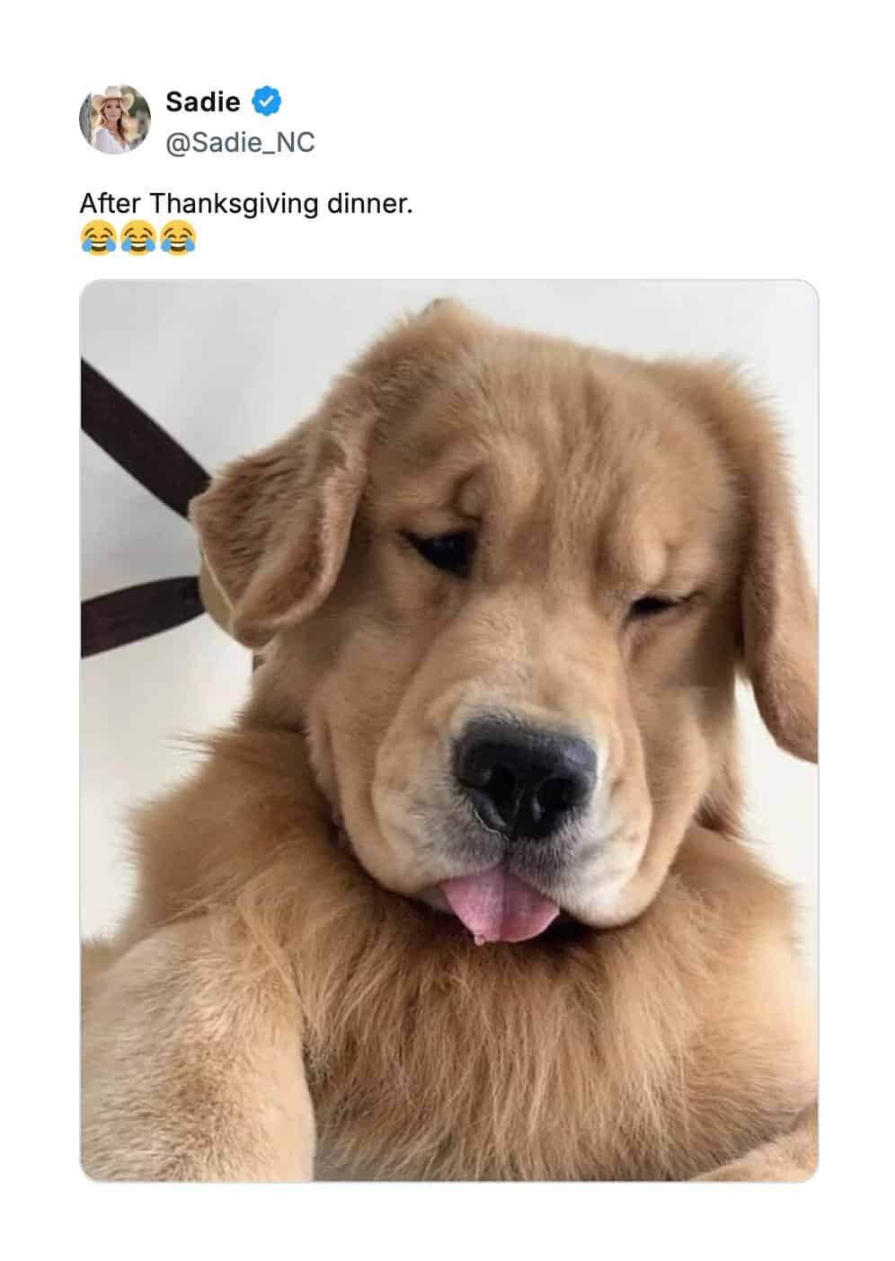 thanksgiving tweets-16-11-18-2025 - Thunder Dungeon | The Funniest ...