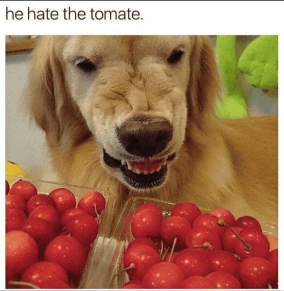 30 Funny Tomato Memes Ripe for You to Ketchup on Laughs