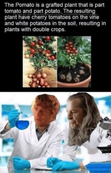 30 Funny Tomato Memes Ripe for You to Ketchup on Laughs