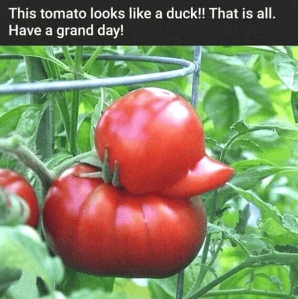 30 Funny Tomato Memes Ripe for You to Ketchup on Laughs