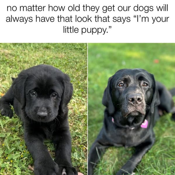 funny dog memes-24-20251201 - Thunder Dungeon | The Funniest Memes. Period.