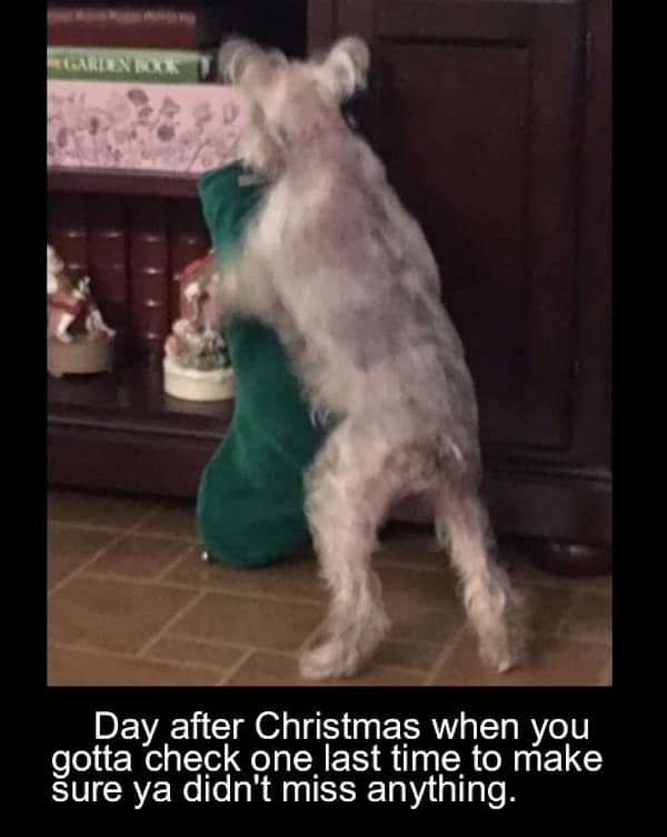 37 Holiday Hangover Memes That Taste Like Leftovers And Regret