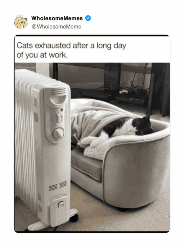 40 Cat Memes That Feel Like Tiny Furry Crimes