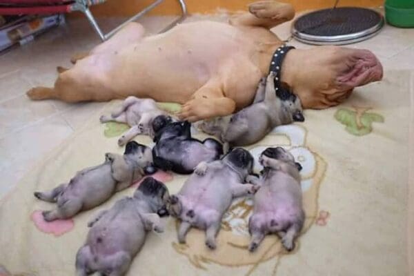 34 Derpy Dogs Caught At The Perfect Second
