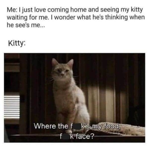 40 Funny Cat Memes That Prove Cats Run The Internet