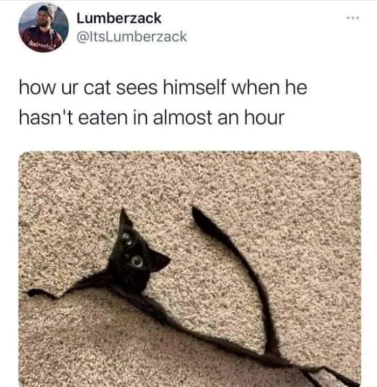 40 Funny Cat Memes That Prove Cats Run The Internet