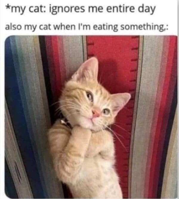 40 Funny Cat Memes That Prove Cats Run The Internet