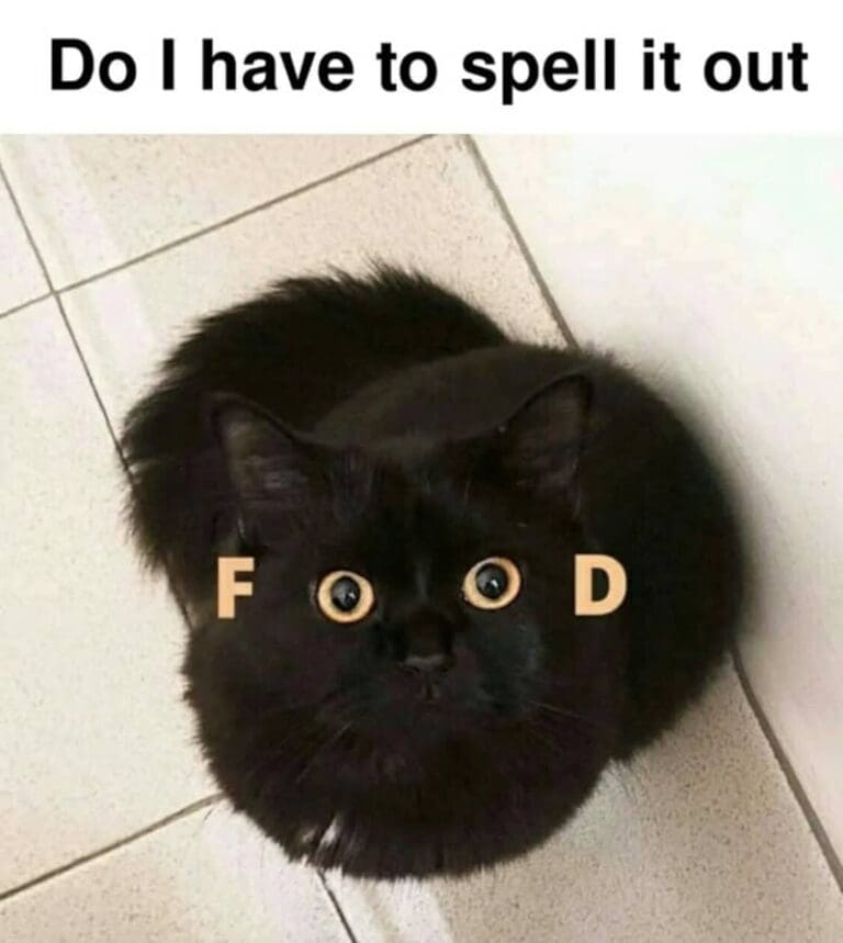 40 Funny Cat Memes That Prove Cats Run The Internet