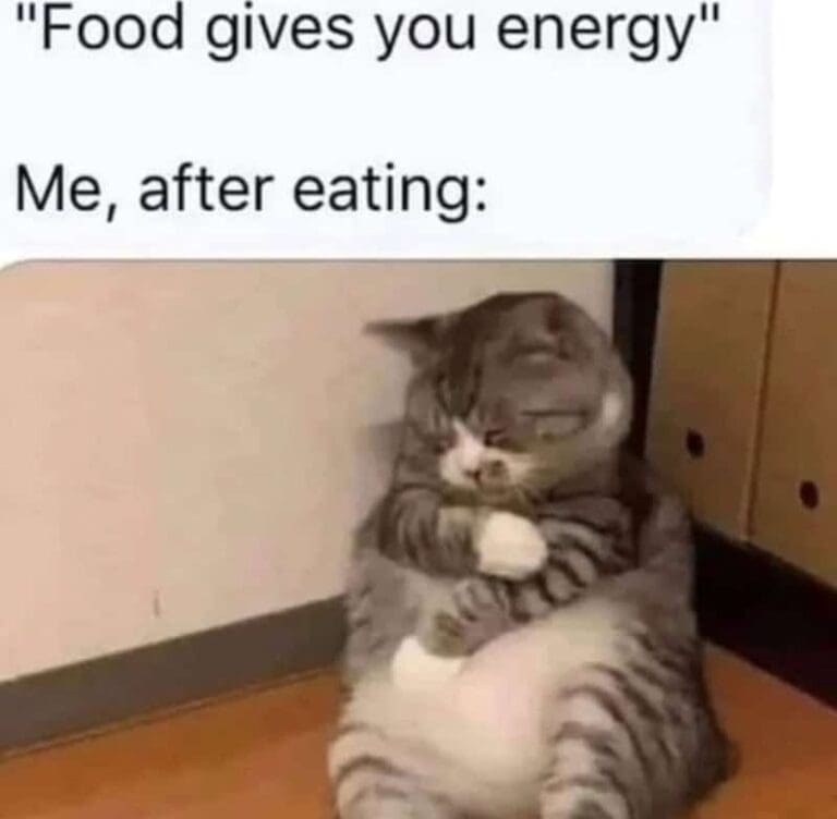 40 Funny Cat Memes That Prove Cats Run The Internet