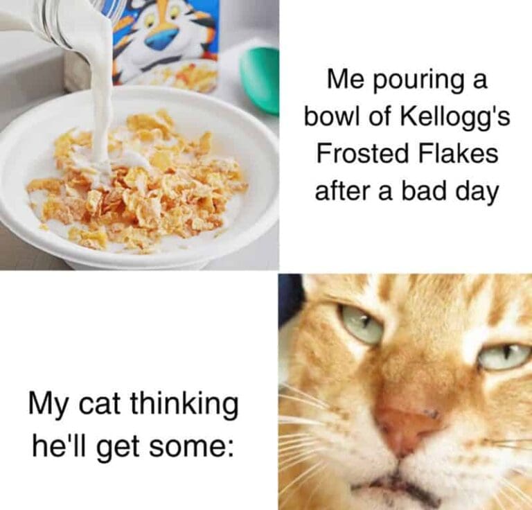 40 Funny Cat Memes That Prove Cats Run The Internet