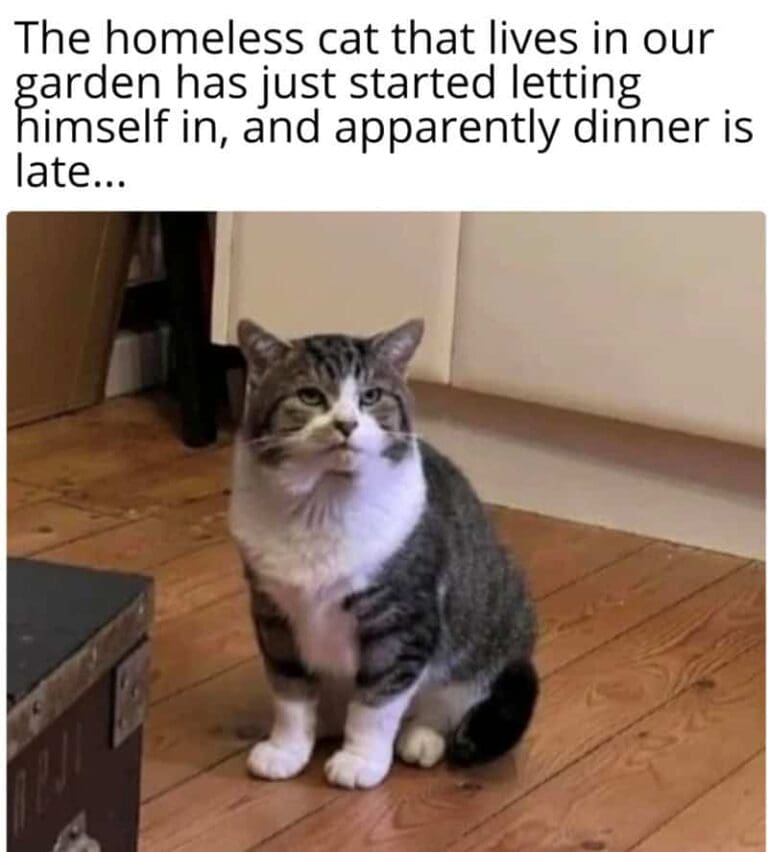 40 Funny Cat Memes That Prove Cats Run The Internet