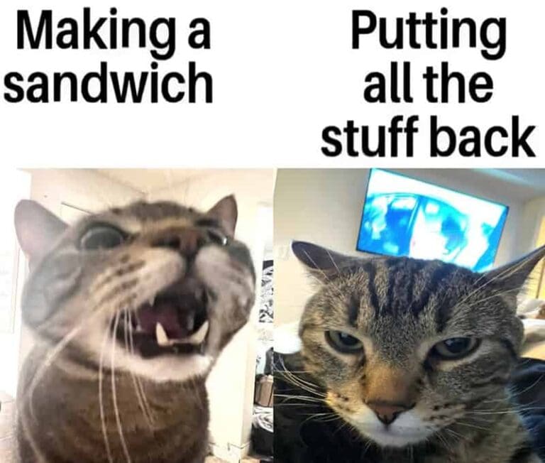 40 Funny Cat Memes That Prove Cats Run The Internet