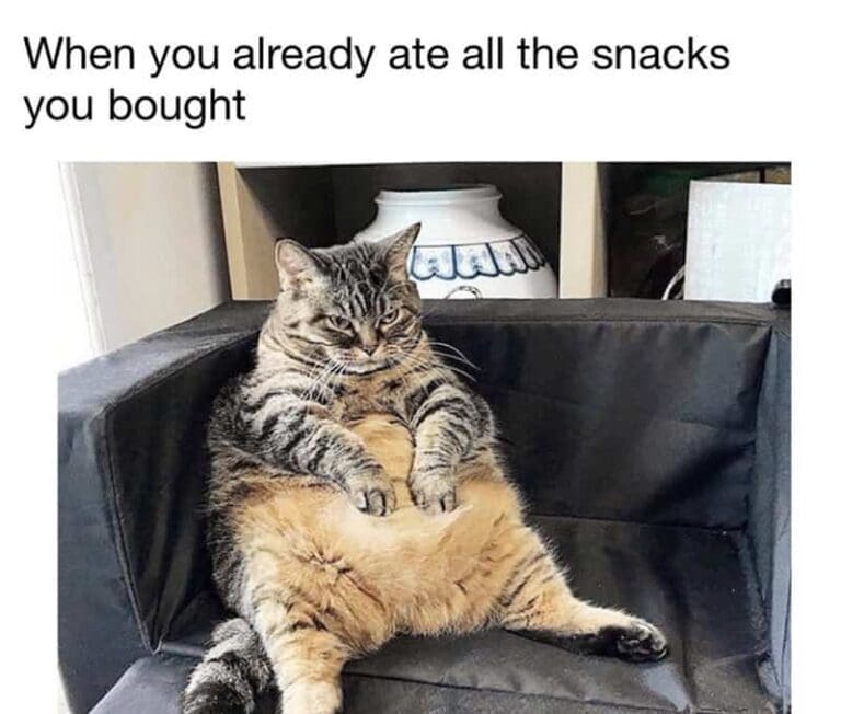 40 Funny Cat Memes That Prove Cats Run The Internet