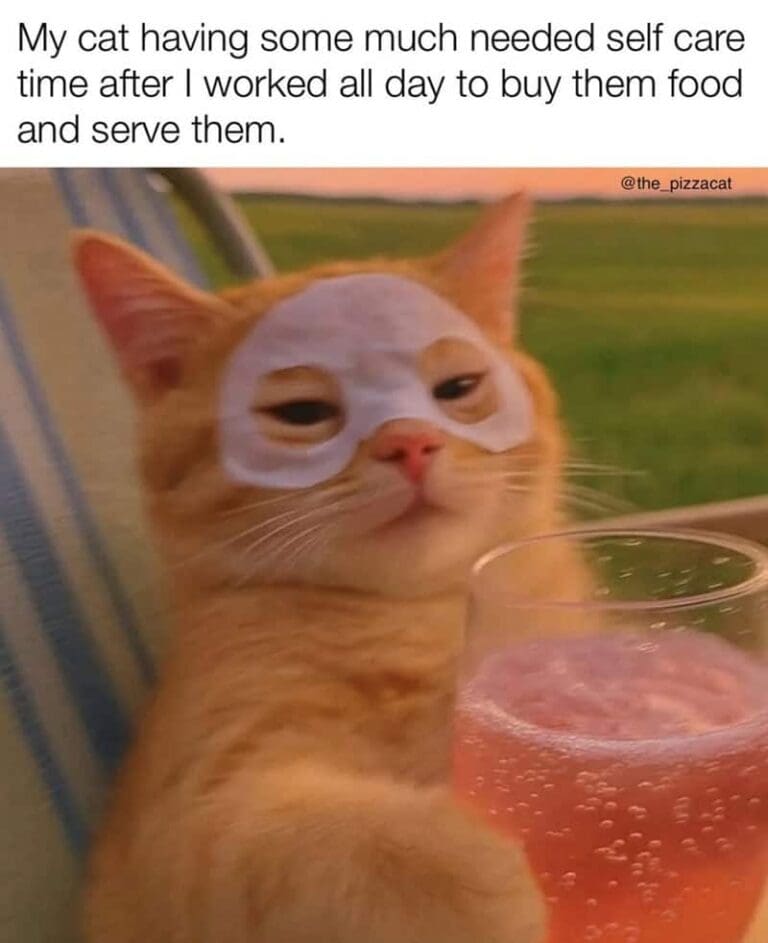 40 Funny Cat Memes That Prove Cats Run The Internet