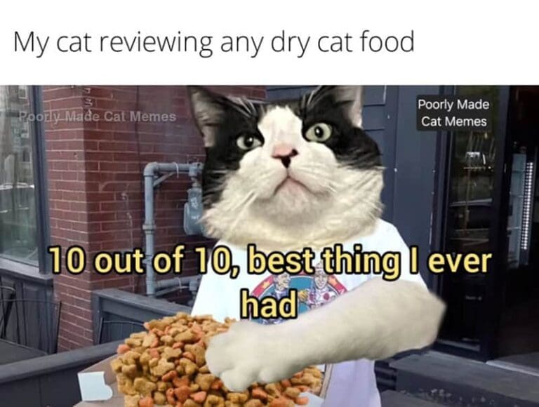 40 Funny Cat Memes That Prove Cats Run The Internet