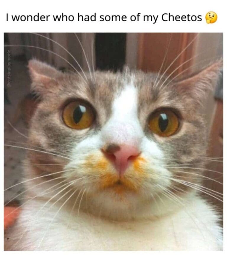 40 Funny Cat Memes That Prove Cats Run The Internet