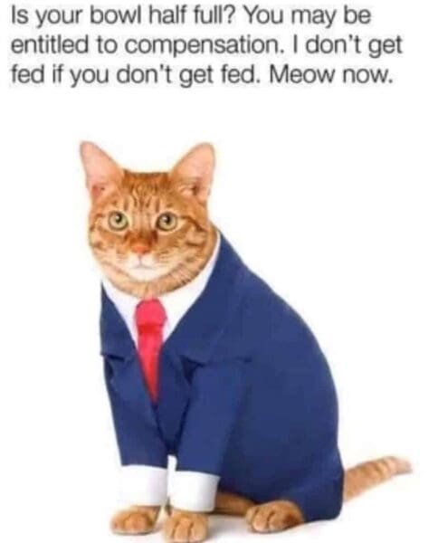 40 Funny Cat Memes That Prove Cats Run The Internet